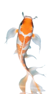 Most Popular Koi Breeds That You Can Find In The Philippines - Koi Feeds