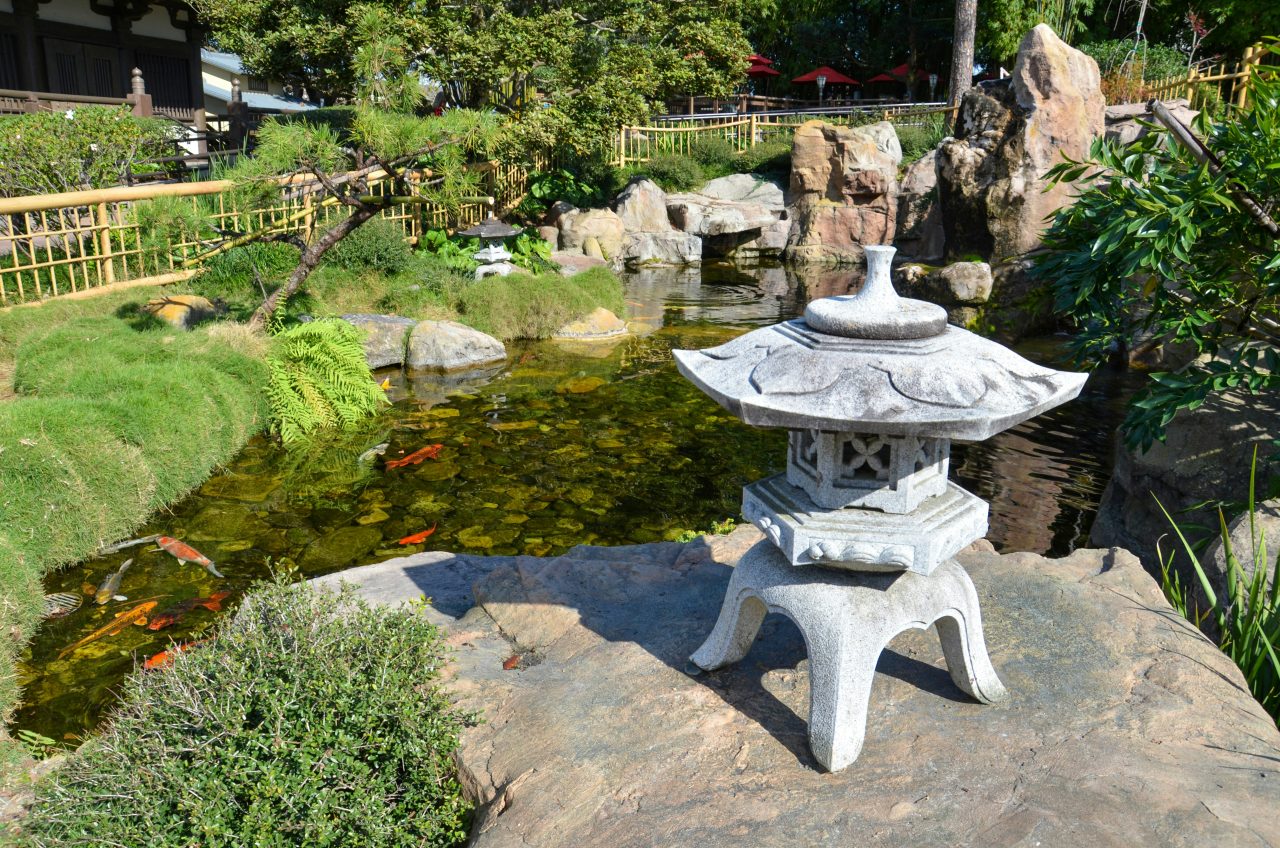 Top 5 Things You Need to Know Before Getting a Pet Koi Fish - Koi Feeds
