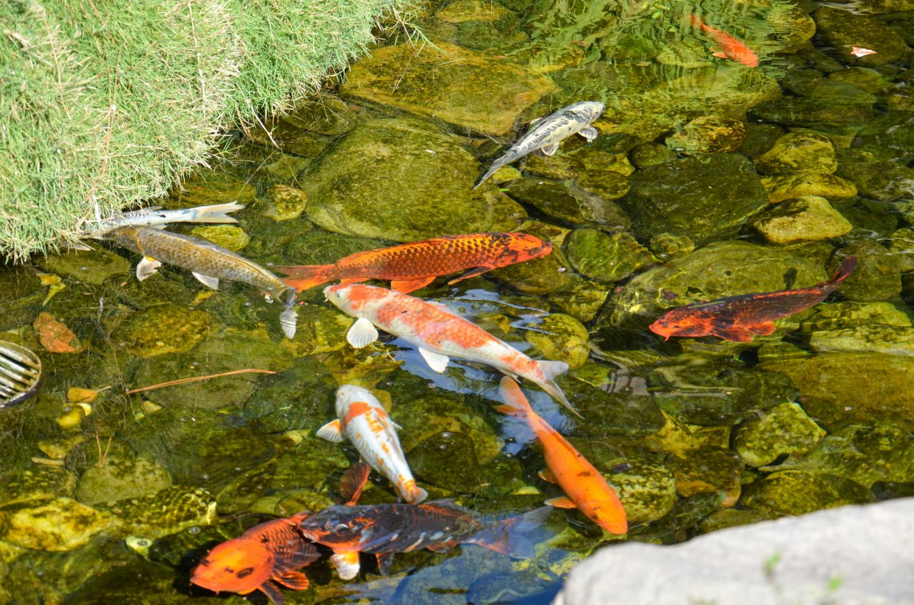 Top 5 Things You Need to Know Before Getting a Pet Koi Fish - Koi Feeds