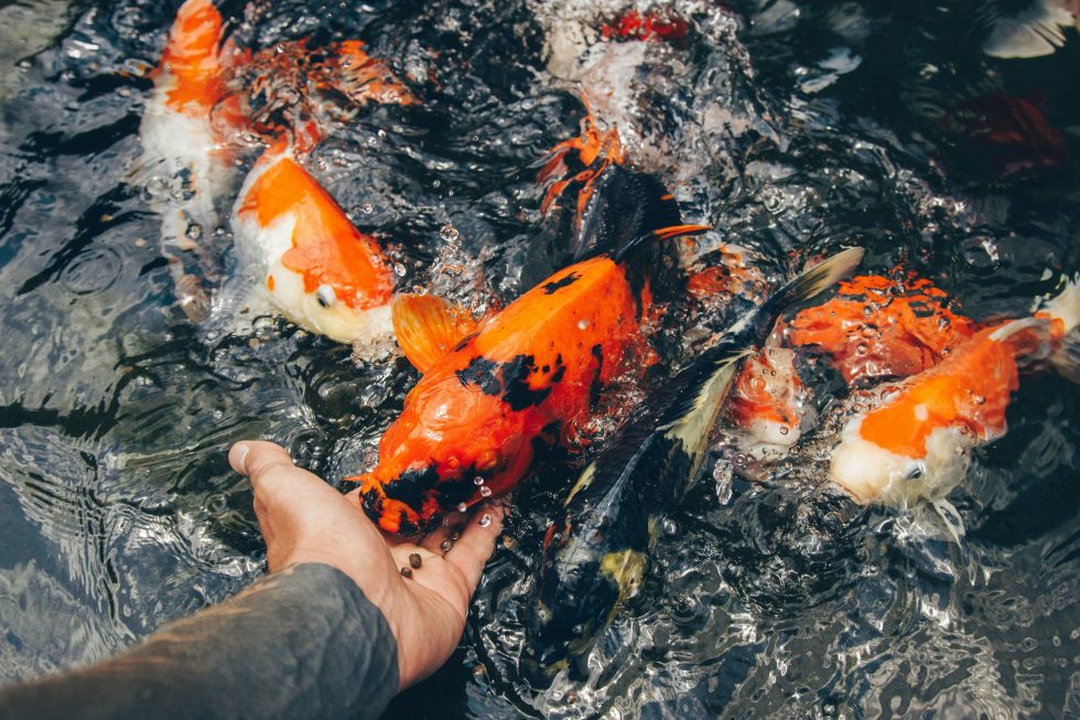 Top 5 Things You Need to Know Before Getting a Pet Koi Fish - Koi Feeds