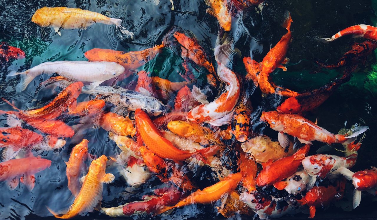 Understanding Koi Communication: Body Language, Sounds, and Touch - Koi ...