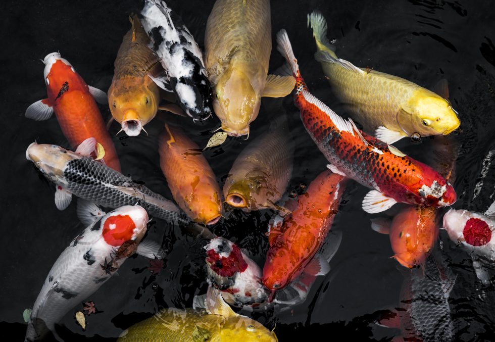 Understanding Koi Stress - koifeeds.com.ph