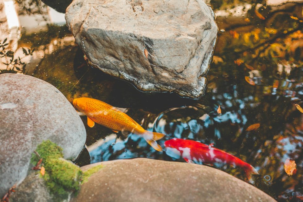 The Importance of a Balanced Diet for Koi Fish - Koi Feeds